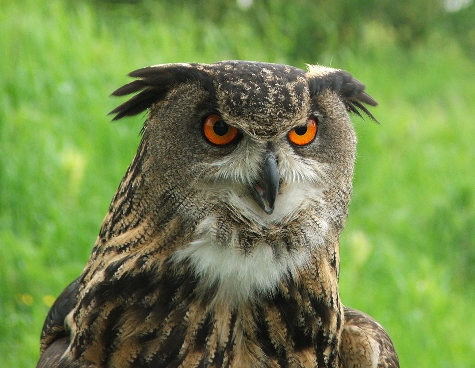 Weekend Art Challenge – Owls – London Art College