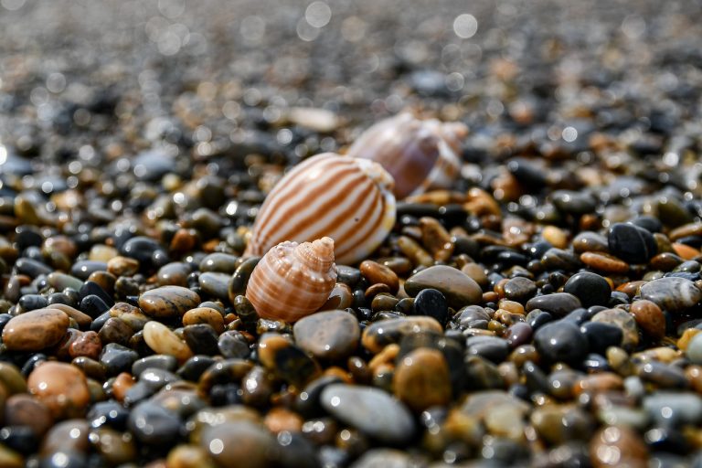 Weekend Art Challenge - Seashells & Pebbles