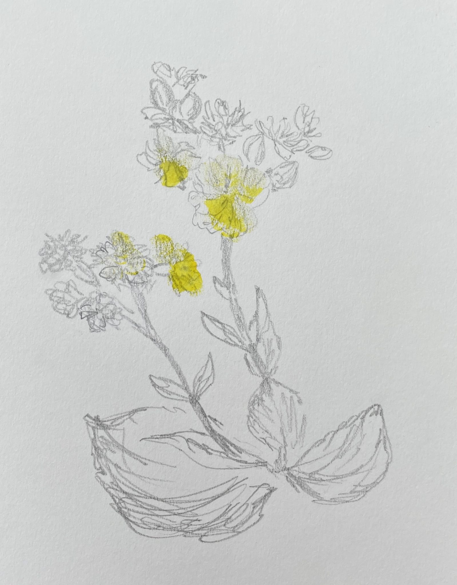 Weekend Art Challenge - 5 Minute Sketch Results